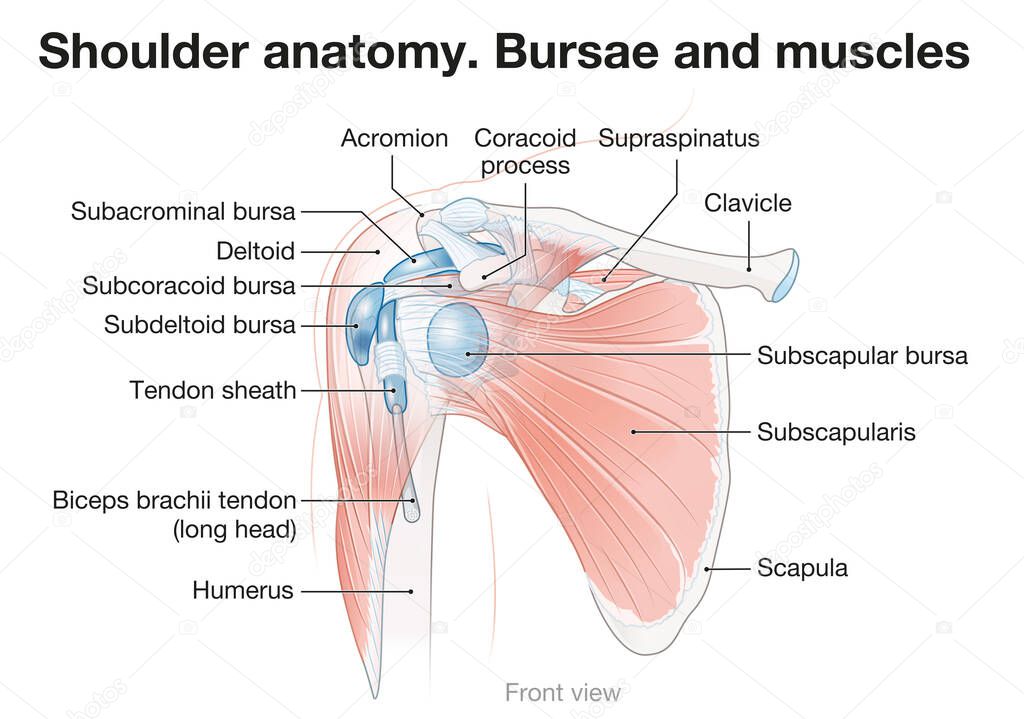 Anatomía del hombro. Bursae y músculos. 2022