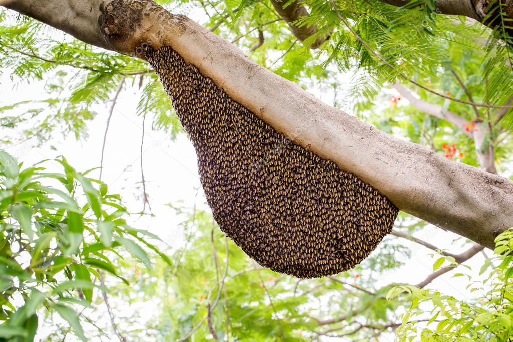 Honey Bee Hive In Tree