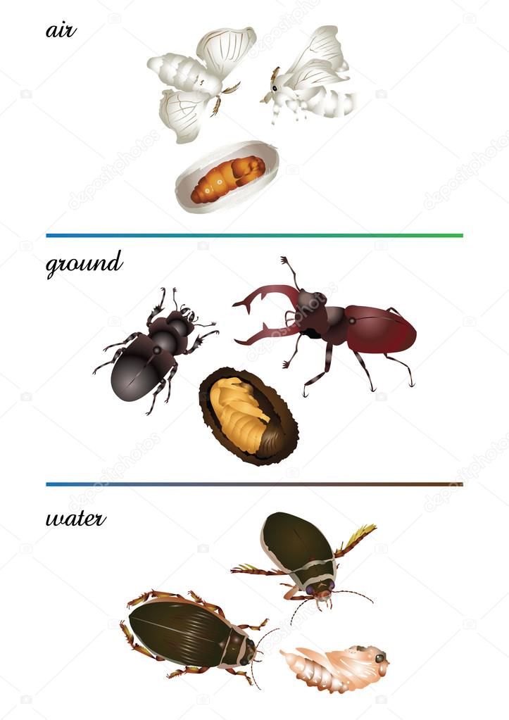 Amazing insect set - metamorphosis — Stock Photo © kerstiny #99113696