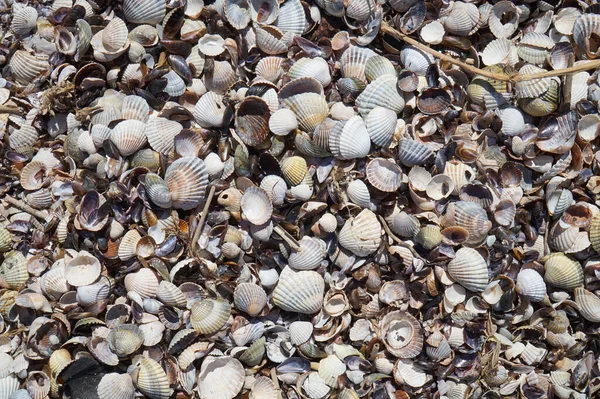 Seashell border Stock Photos, Royalty Free Seashell border Images ...
