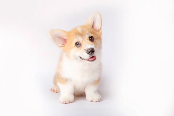 Baby corgi Stock Photos, Royalty Free Baby corgi Images | Depositphotos