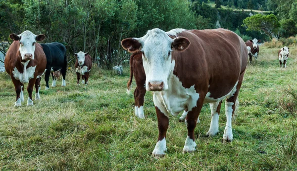 White Head Cow — Stock Photo © rghenry #54775205