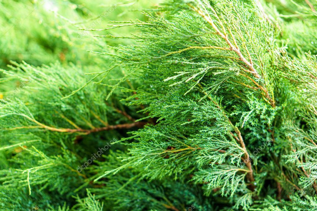 enfoque suave primer plano de una rama de un arbusto de cedro verde ...