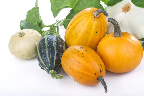Verschillende soorten pompoenen op een witte achtergrond Stock Photos ...