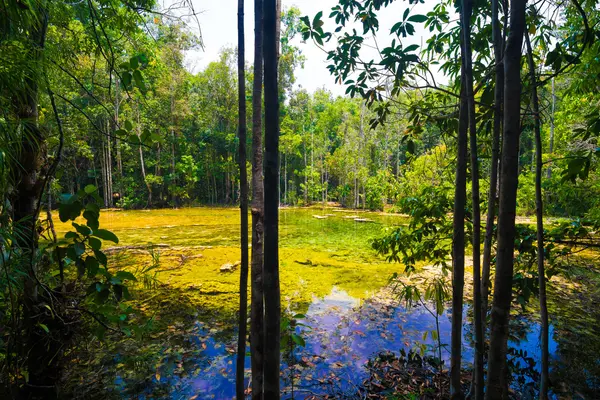 Queensland jungle Stock Photos, Royalty Free Queensland jungle Images ...