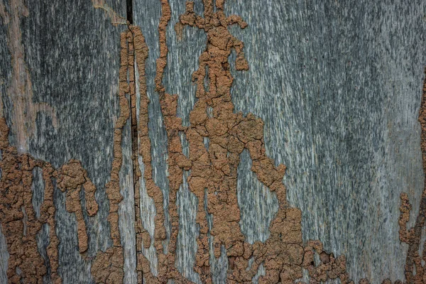 Termite track on wooden wall. Stock Photo by ©benedixs 88464494