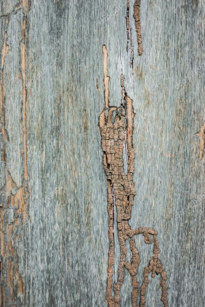 Termite track on wooden wall. Stock Photo by ©benedixs 88464494