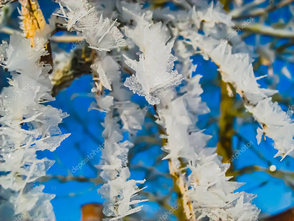 Las ramas congeladas cubiertas de escarcha contra un cielo azul ...