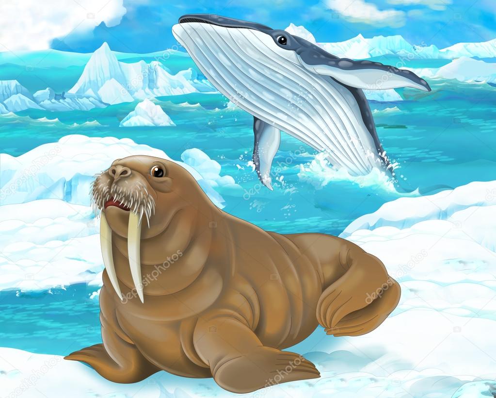 Walrus and whale Stock Photo by ©agaes8080 60450269