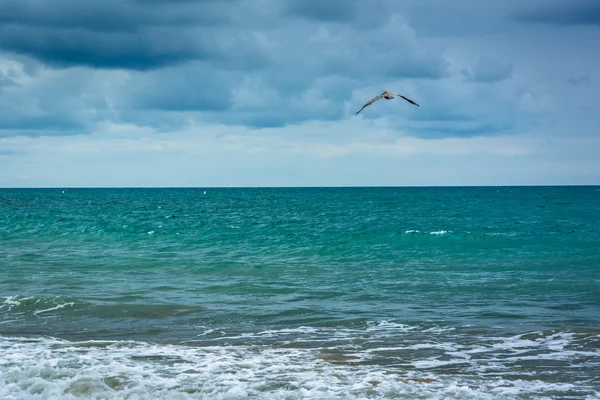 Seagull flying over the Pacific Ocean in Corona del Mar, Califor ...