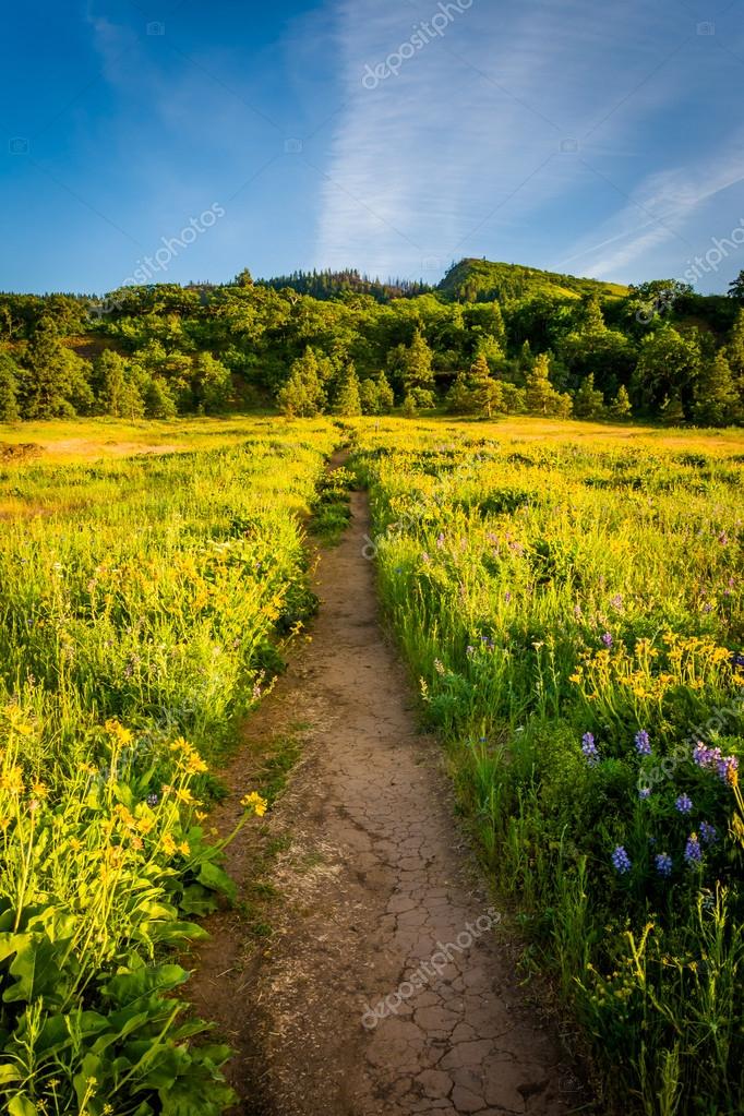 Wildflowers along a trail, at Tom McCall Nature Preserve, Columb ...