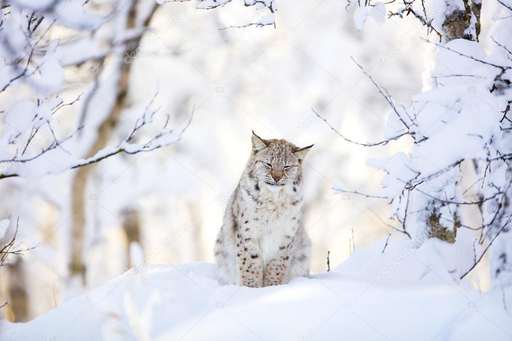 Sitting Lynx Cub