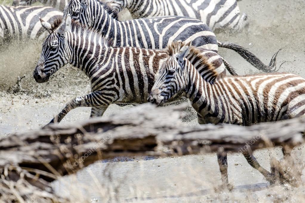 Zebra Running Fast