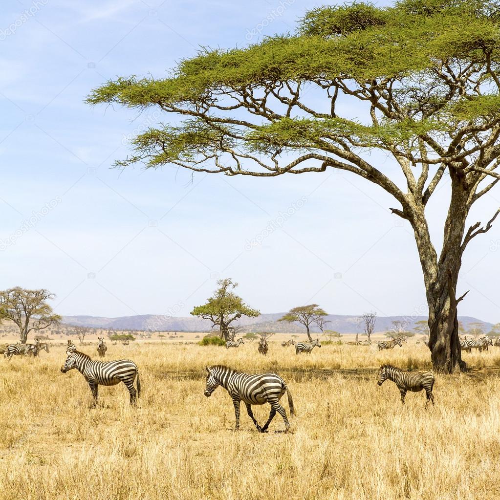 Las cebras comen hierba en la sabana de África 2022