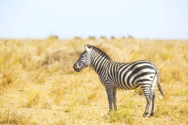 Fauna equina africana Stock Photos, Royalty Free Fauna equina africana ...