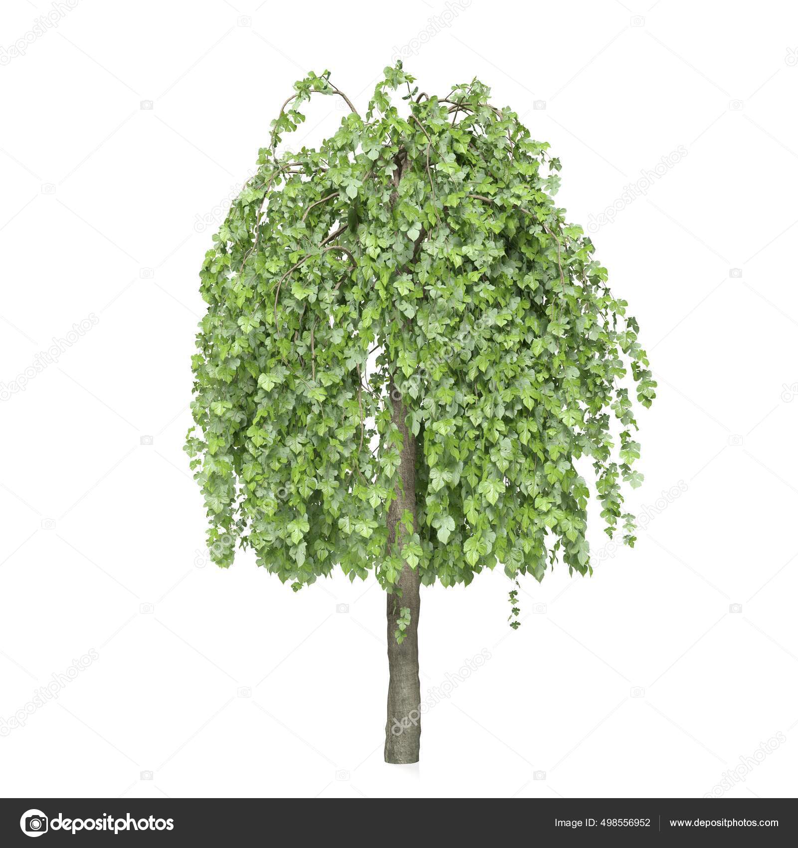 Render Tree White Background — Stock Photo © Andrus_Ciprian #498556952