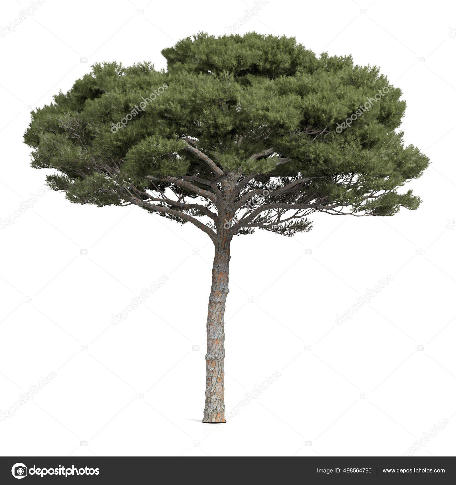 Rendering Coniferous Tree White Background — Stock Photo © Andrus ...