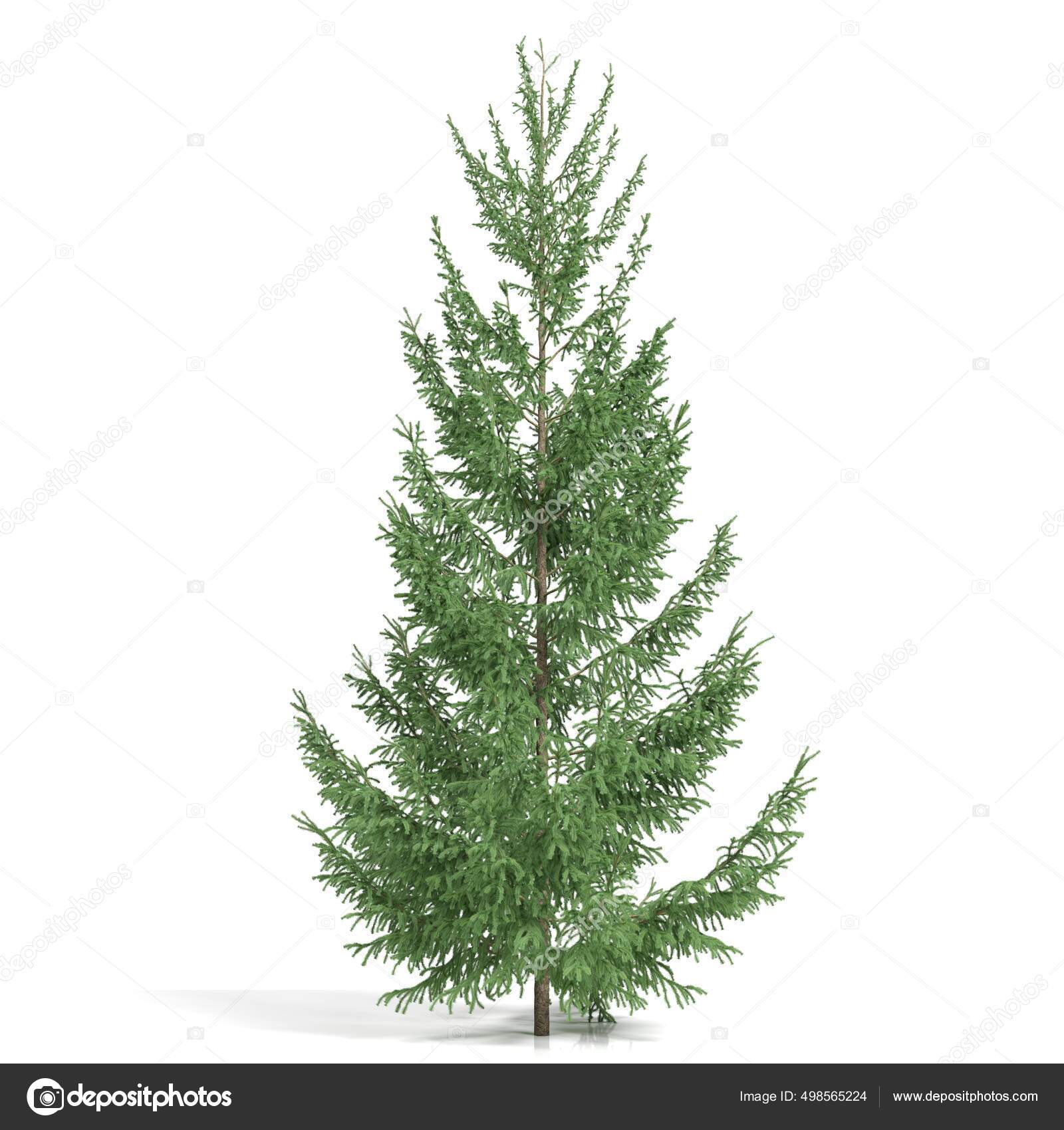 Rendering Coniferous Tree White Background — Stock Photo © Andrus ...