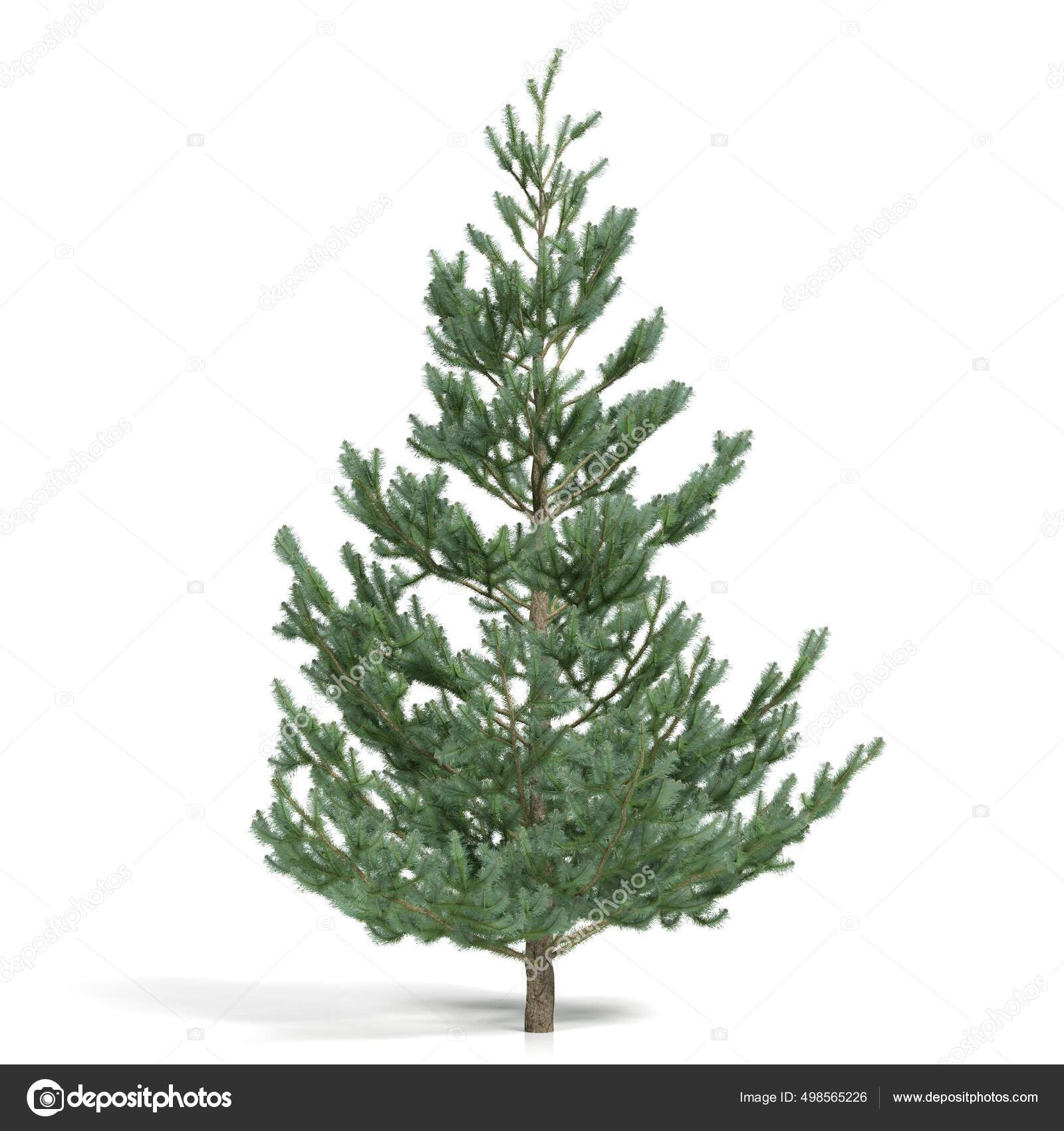 Rendering Coniferous Tree White Background Stock Photo by ©Andrus ...