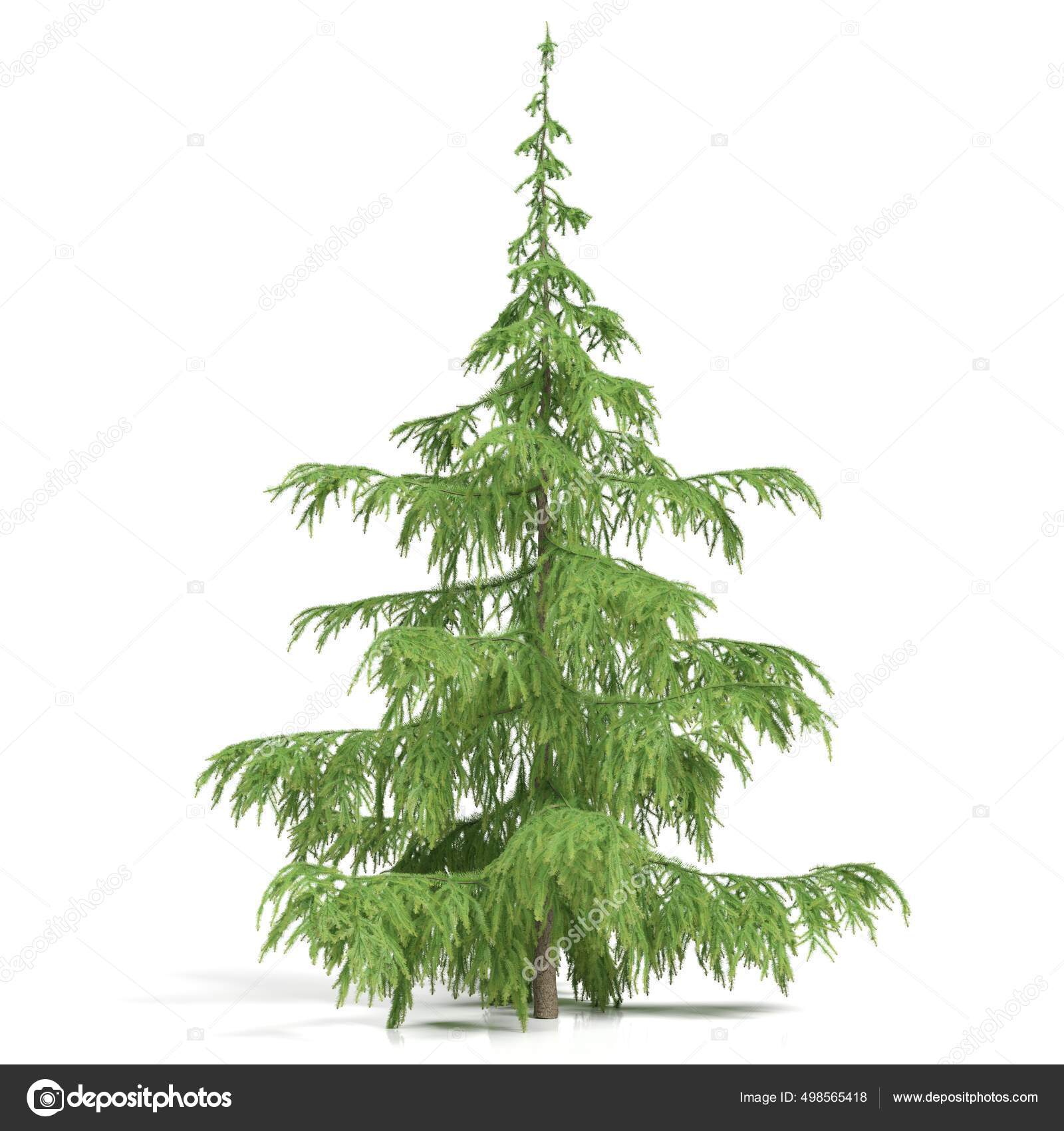 Rendering Coniferous Tree White Background — Stock Photo © Andrus ...