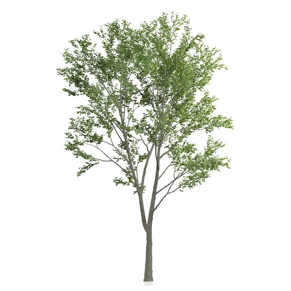 Render Tree White Background — Stock Photo © Andrus_Ciprian #498556952
