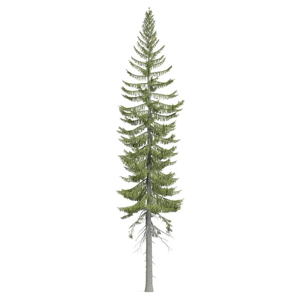 Rendering Coniferous Tree White Background Stock Photo by ©Andrus ...