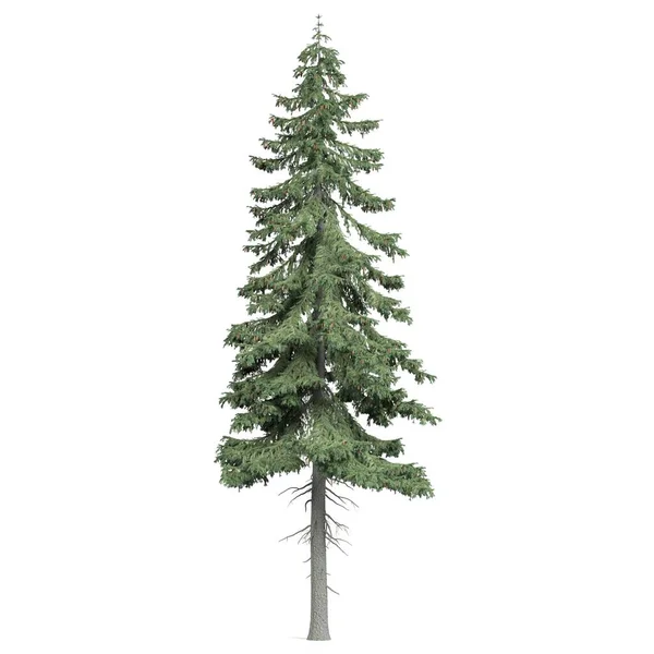 Rendering Coniferous Tree White Background Stock Photo by ©Andrus ...