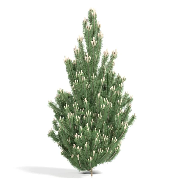 Mignonette tree Stock Photos, Royalty Free Mignonette tree Images ...