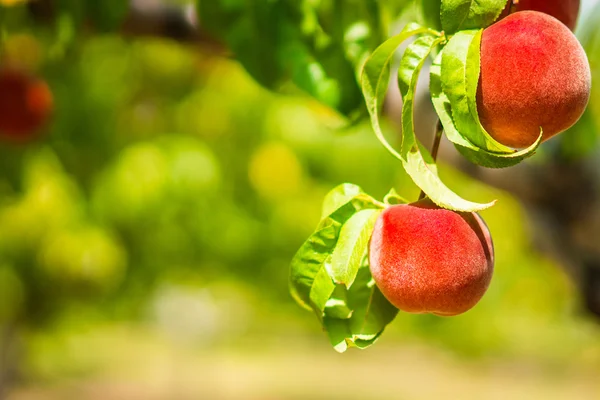 Peaches on the tree — Stock Photo © ehaurylik #81608802