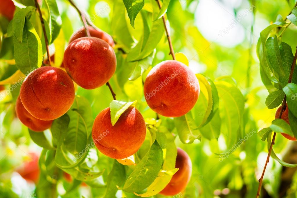 Peaches on the tree — Stock Photo © ehaurylik #81608802