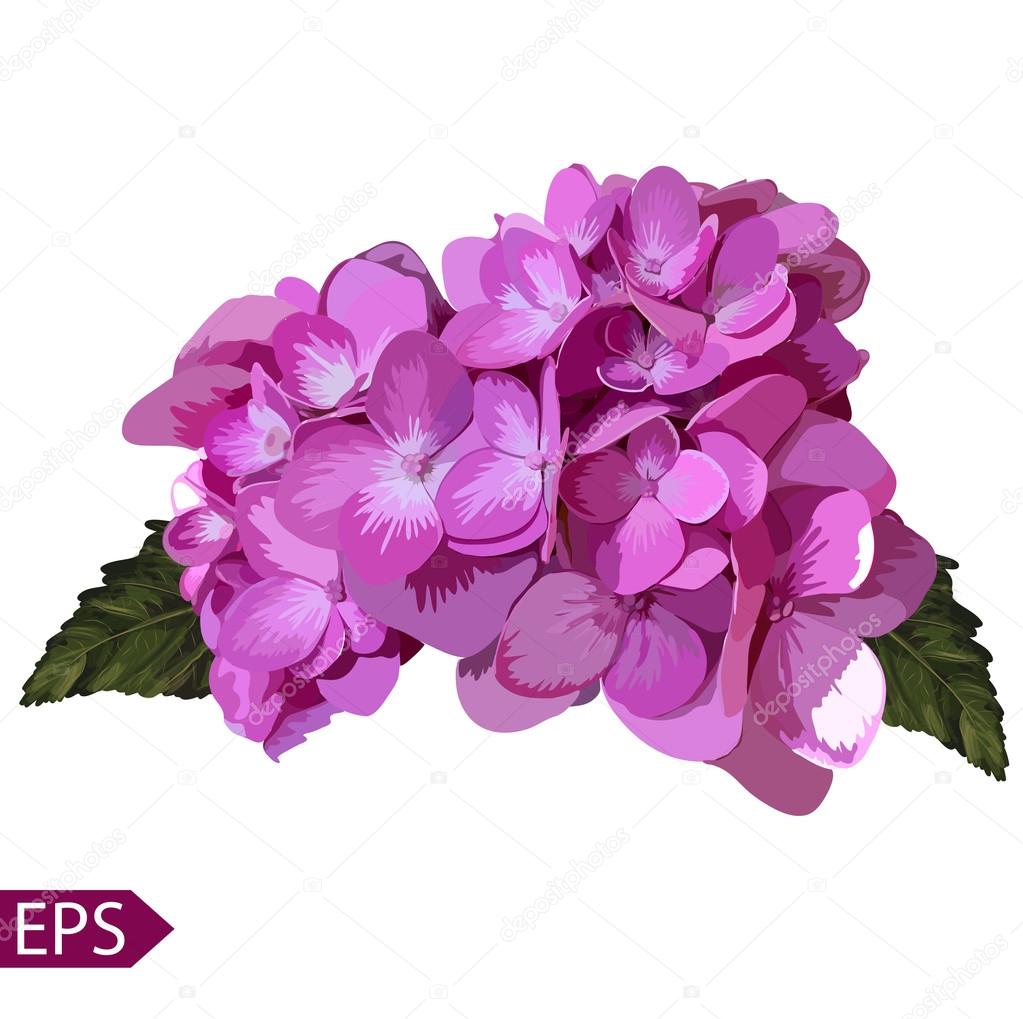 Vector blue realistic hydrangea, lavender. Illustration of flowers ...
