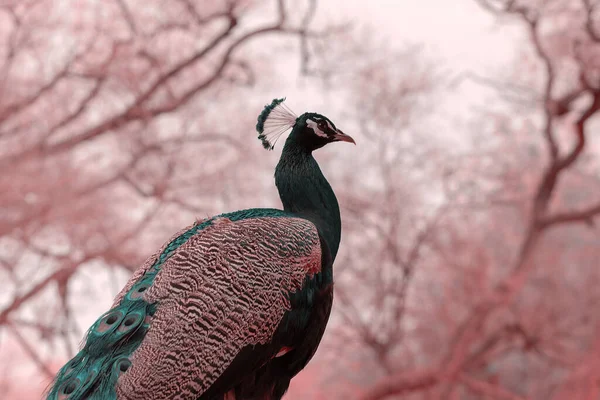 Pink peacock Stock Photos, Royalty Free Pink peacock Images | Depositphotos
