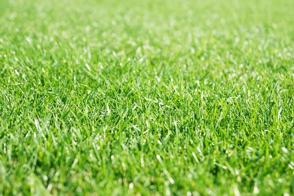 Cut grass Stock Photos, Royalty Free Cut grass Images | Depositphotos