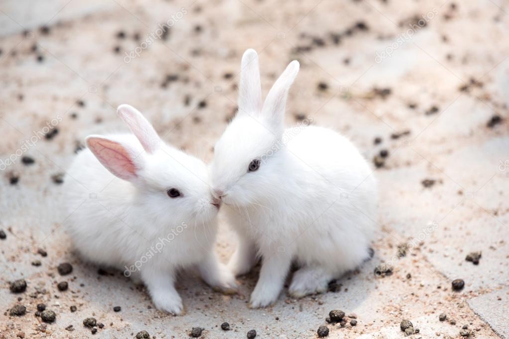 Baby White Rabbit Pictures