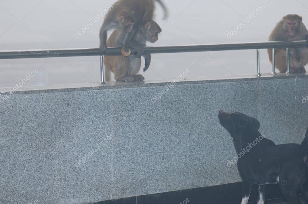 Macacos Rhesus Macaca mulata peleando por la basura con un perro ...