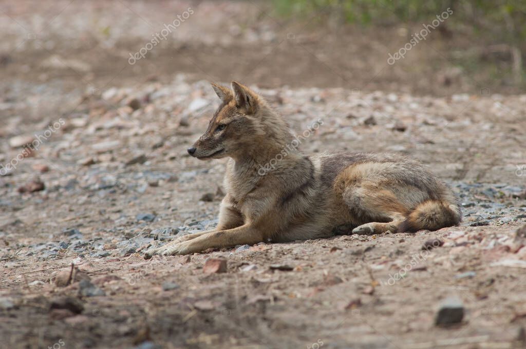 Chacal dorado Canis aureus indicus tendido en el suelo. 2024