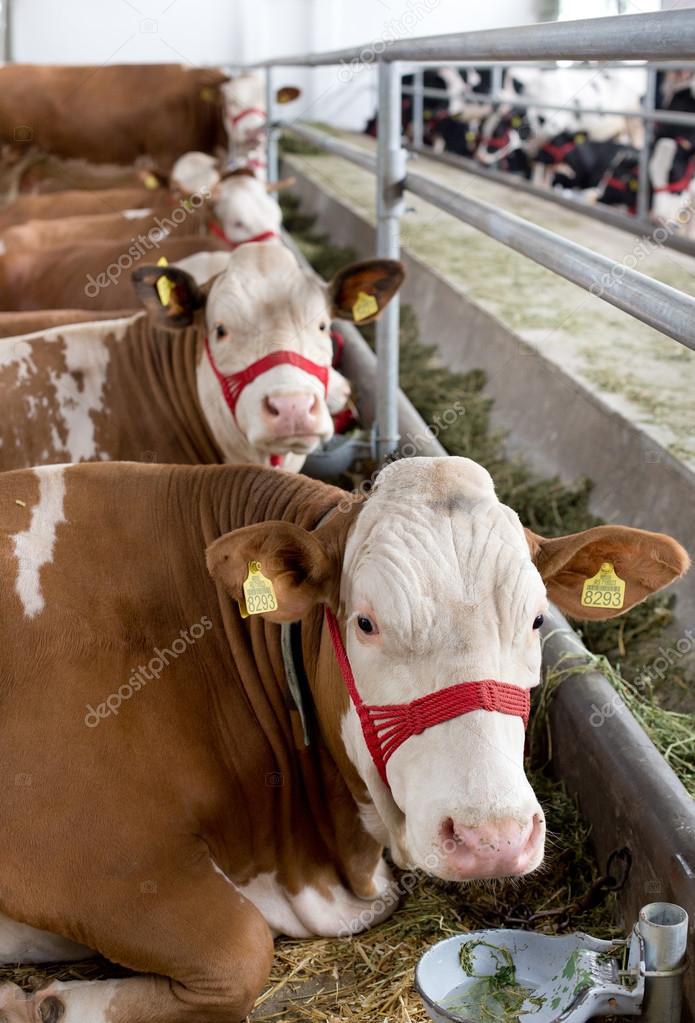 Simmental Cattle