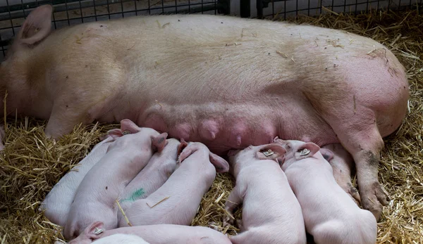 Sow with piglets nursing - Stock Image - Everypixel