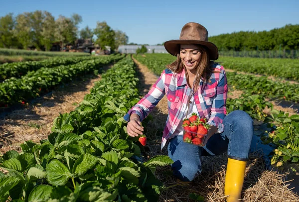 Strawberry picking Stock Photos, Royalty Free Strawberry picking Images ...