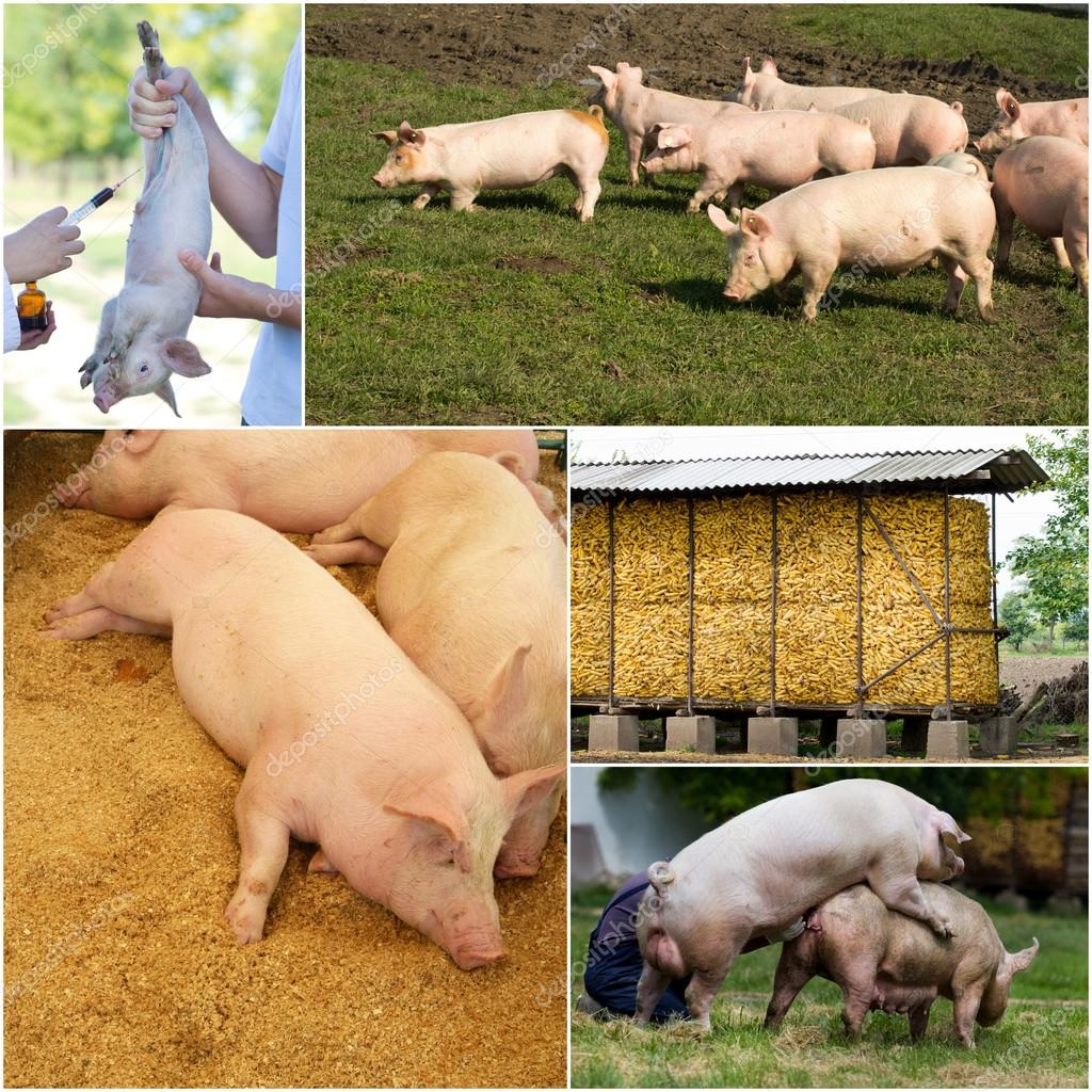Pig farm collection — Stock Photo © budabar #53464893
