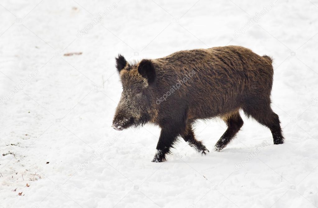 Wild boar on snow Stock Photo by ©budabar 63927179