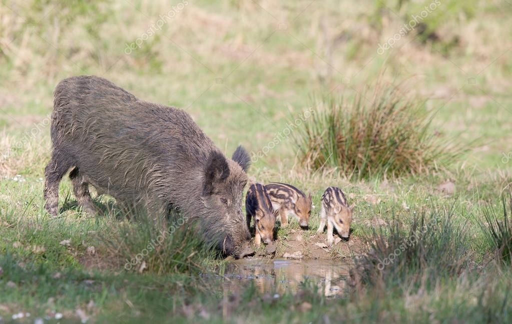 Wild boar family — Stock Photo © budabar #70286829