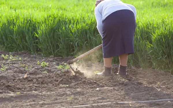 Hoe Stock Photos, Royalty Free Hoe Images | Depositphotos