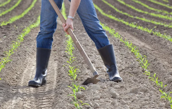 Hoe Stock Photos, Royalty Free Hoe Images | Depositphotos