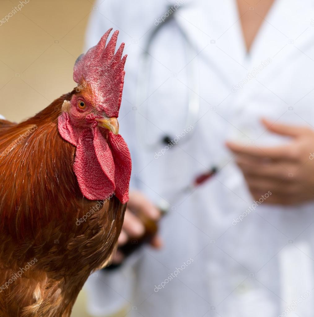 Rooster vaccination Stock Photo by ©budabar 84508442 Rooster vaccination Stock Photo by ©budabar 84508442