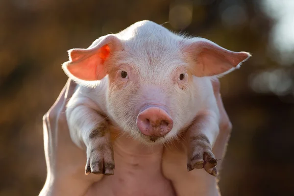 Piglet on man's shoulder Stock Photo by ©budabar 89504324