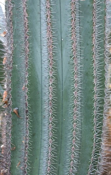 Imágenes de Nopal, fotos de Nopal sin royalties | Depositphotos