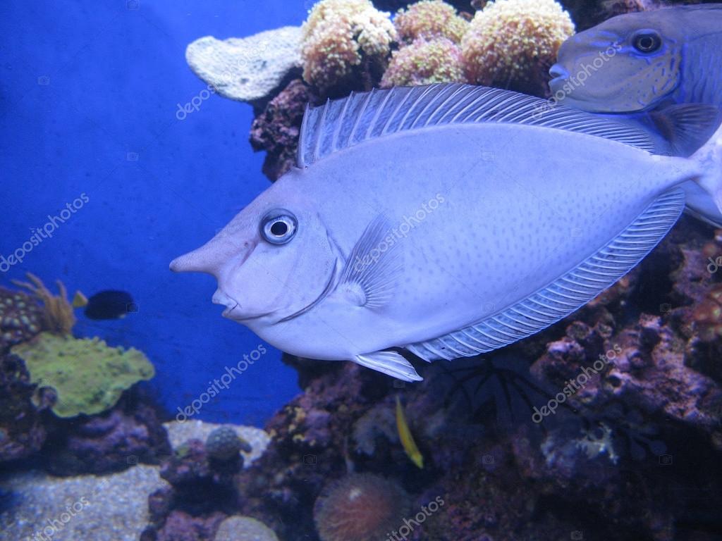 Neus vis in het aquarium — Stockfoto © ArtesiaWells #86973412