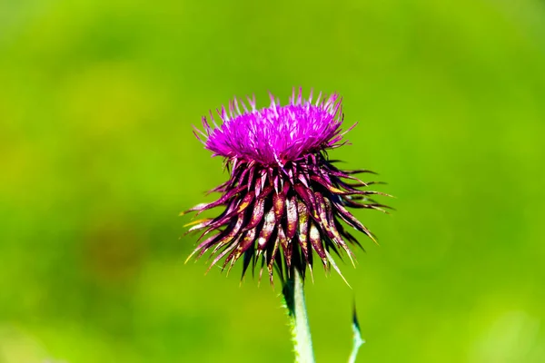 Scottish thistle Stock Photos, Royalty Free Scottish thistle Images ...