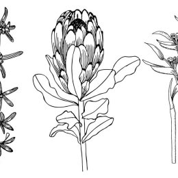 Australian native plants Stock Photos, Royalty Free Australian native ...